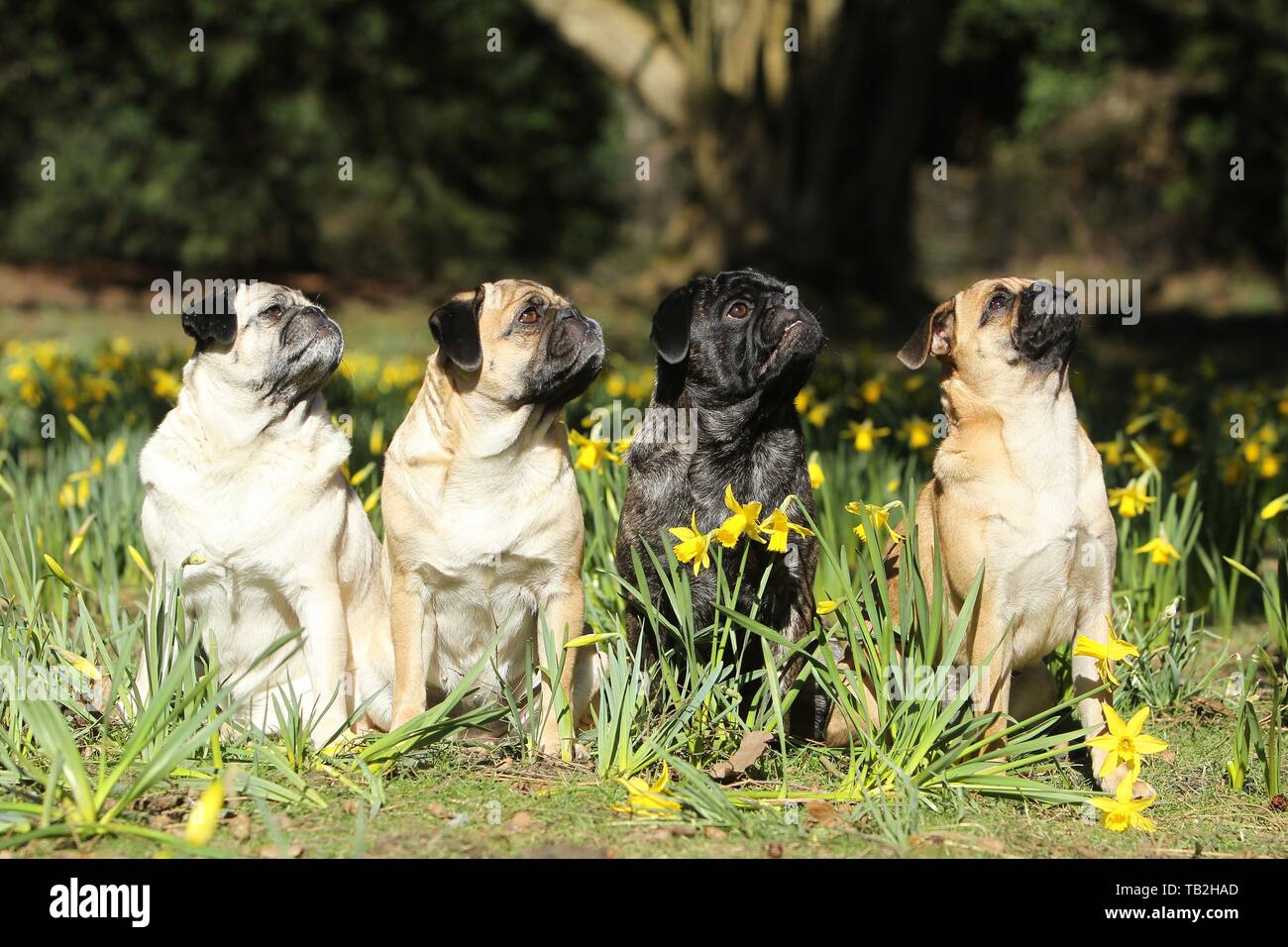 Pugs group hi-res stock photography and images - Alamy