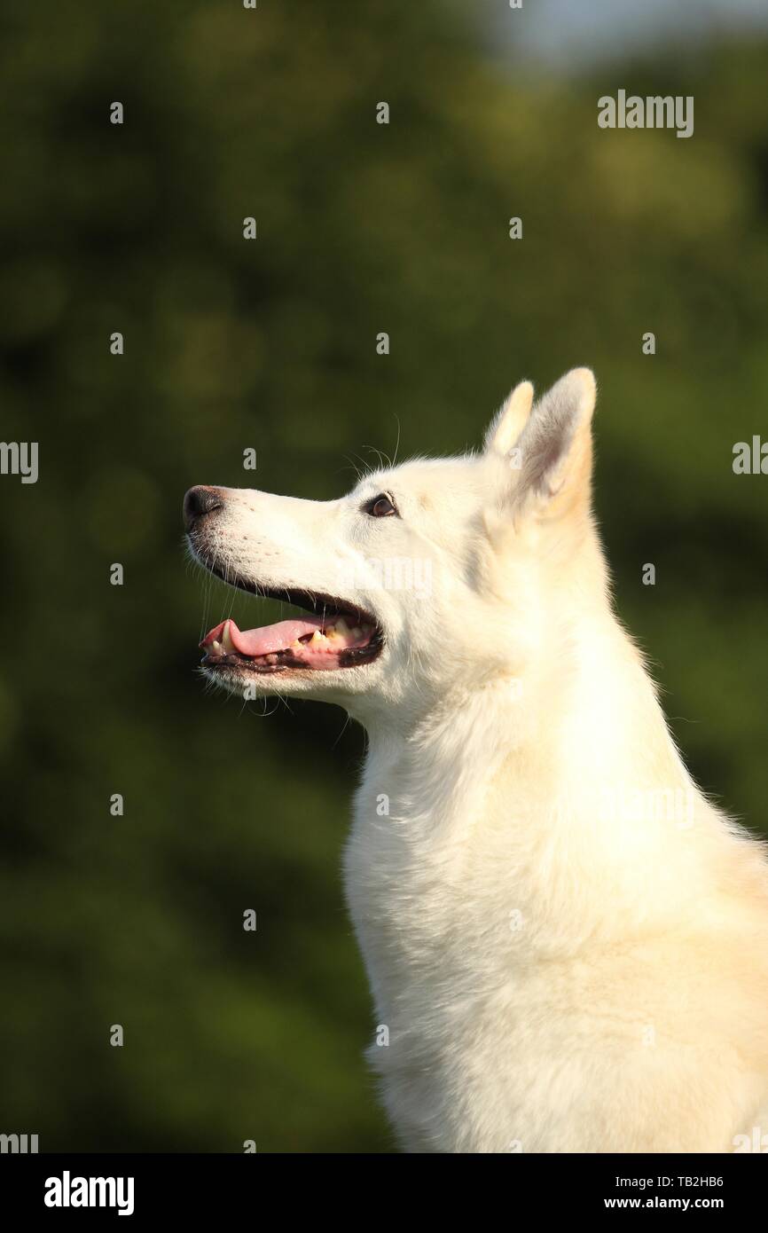 Siberian Husky Portrait Stock Photo - Alamy