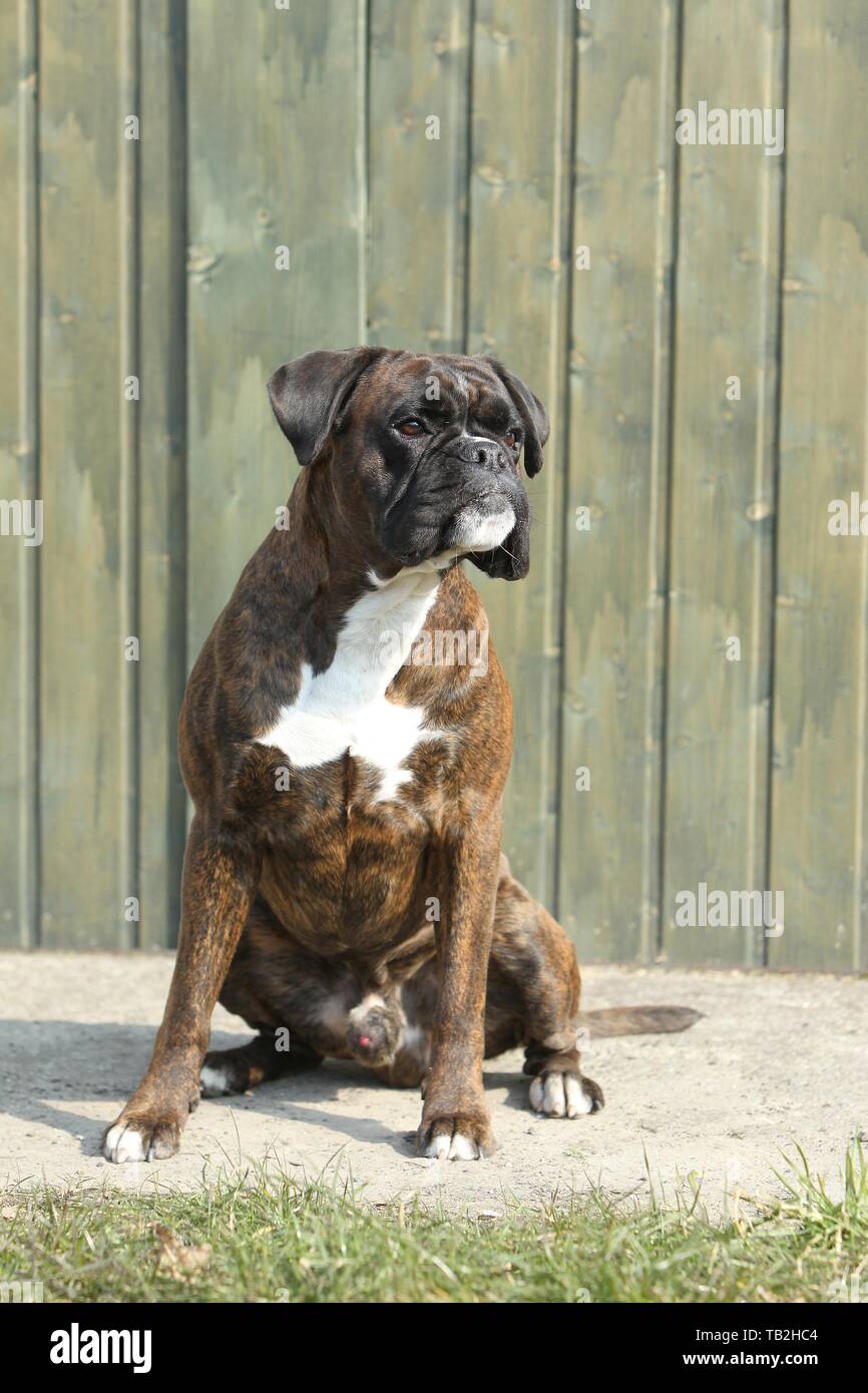 sitting German Boxer Stock Photo - Alamy