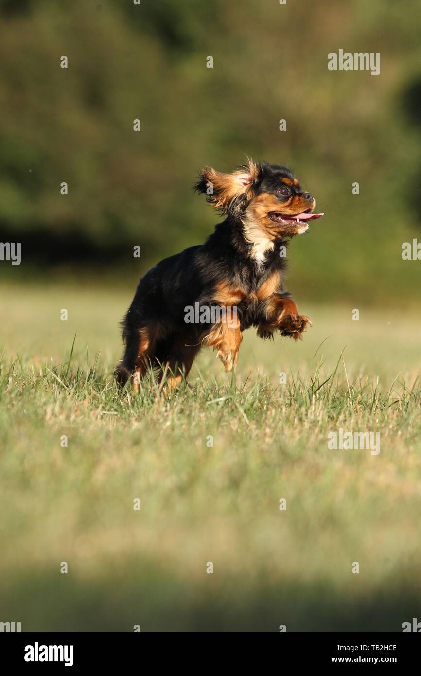running Cavalier King Charles Spaniel Stock Photo - Alamy
