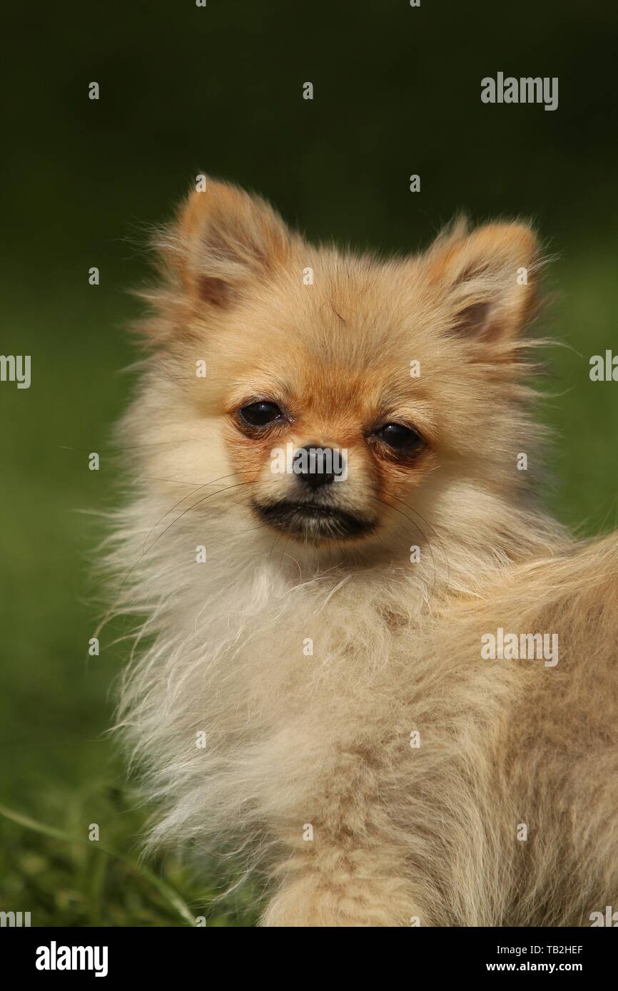Miniature Spitz Portrait Stock Photo - Alamy