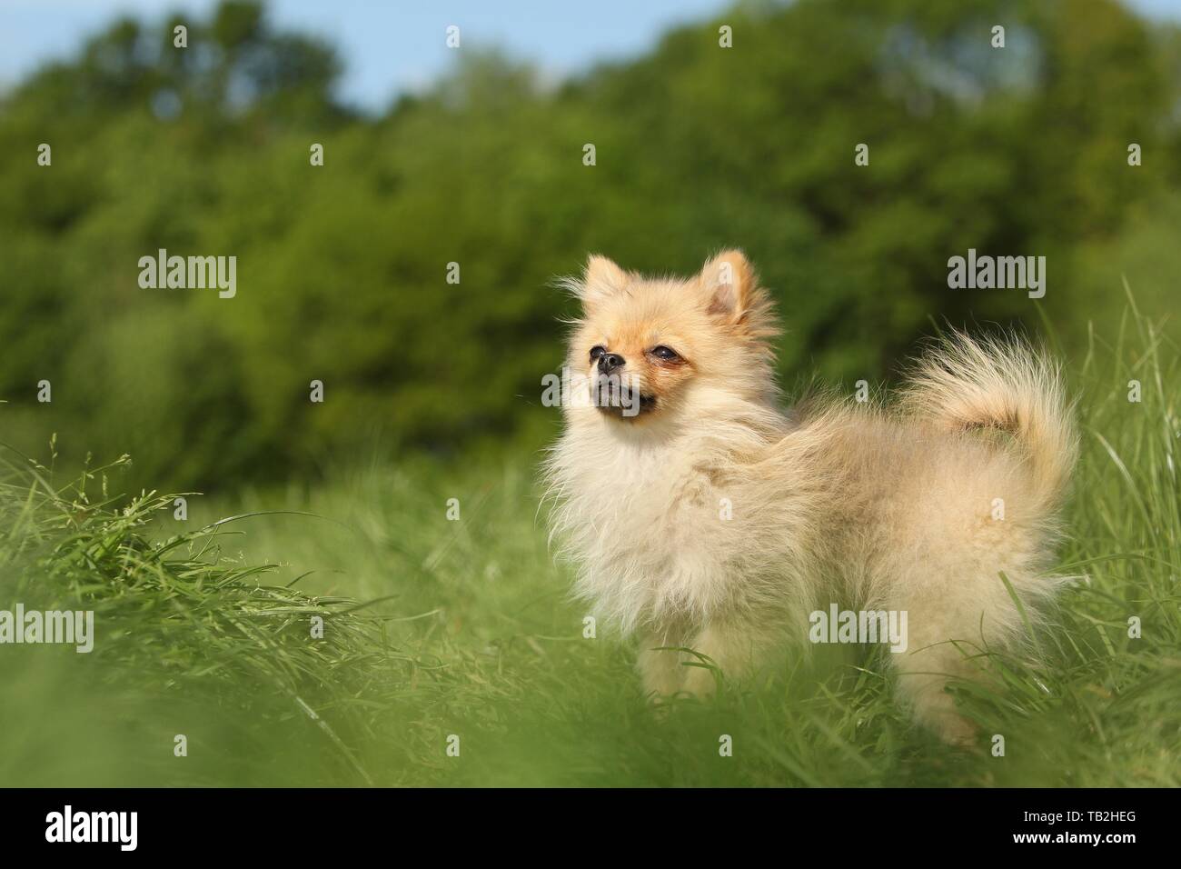 standing Miniature Spitz Stock Photo - Alamy