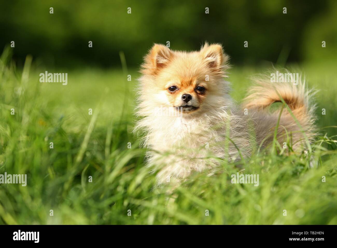 standing Miniature Spitz Stock Photo - Alamy