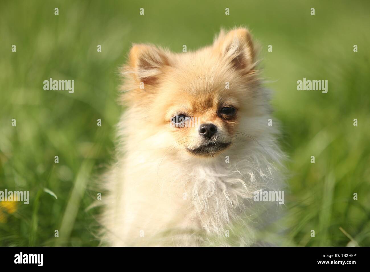 Miniature Spitz Portrait Stock Photo - Alamy