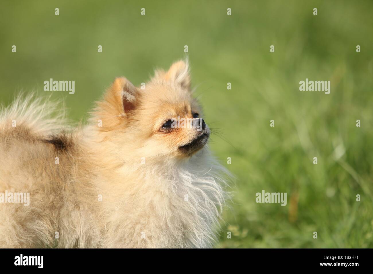 Miniature Spitz Portrait Stock Photo - Alamy
