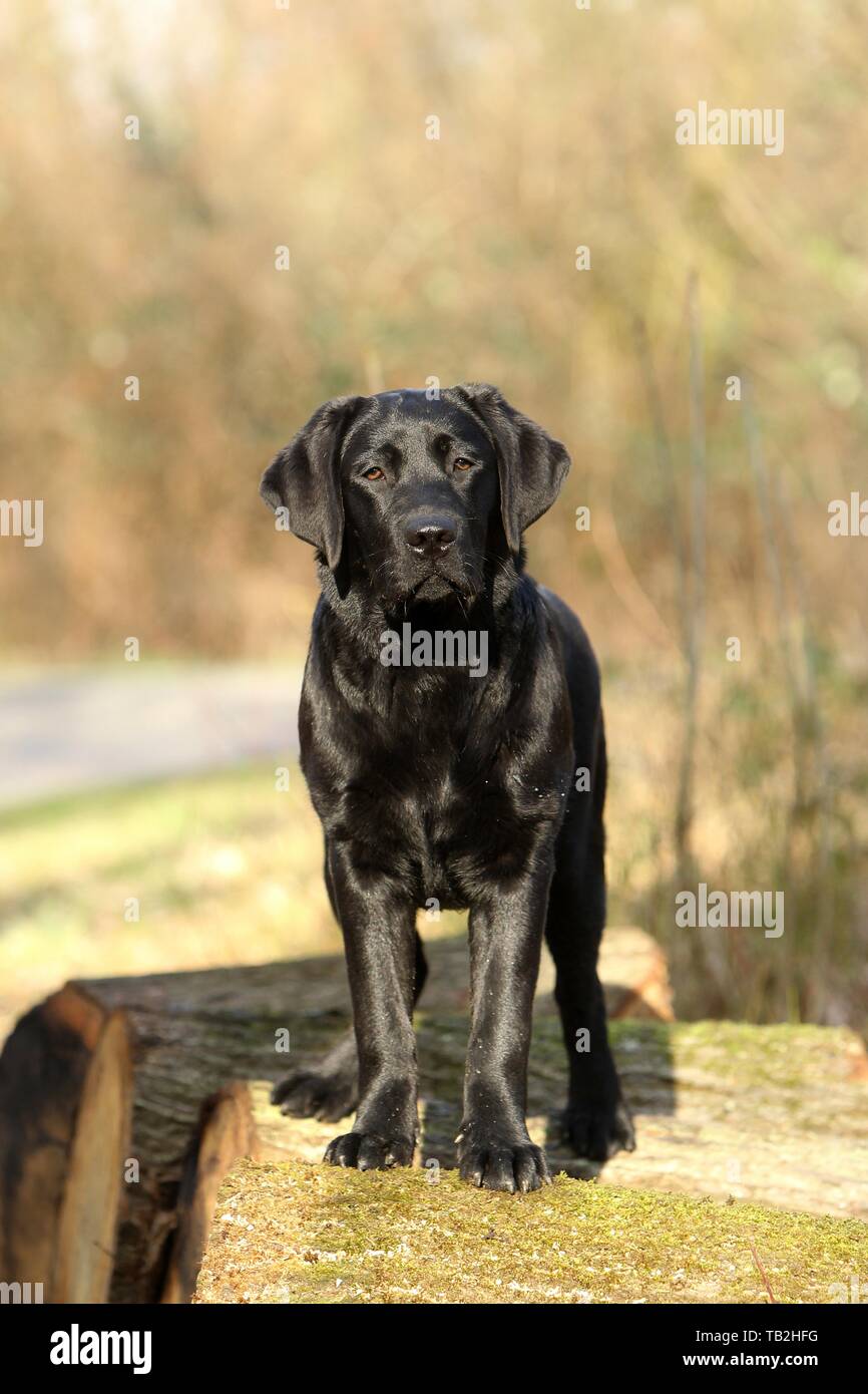 standing Labrador Retriever Stock Photo - Alamy