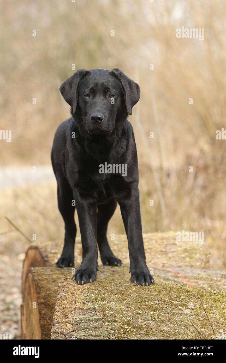 standing Labrador Retriever Stock Photo - Alamy