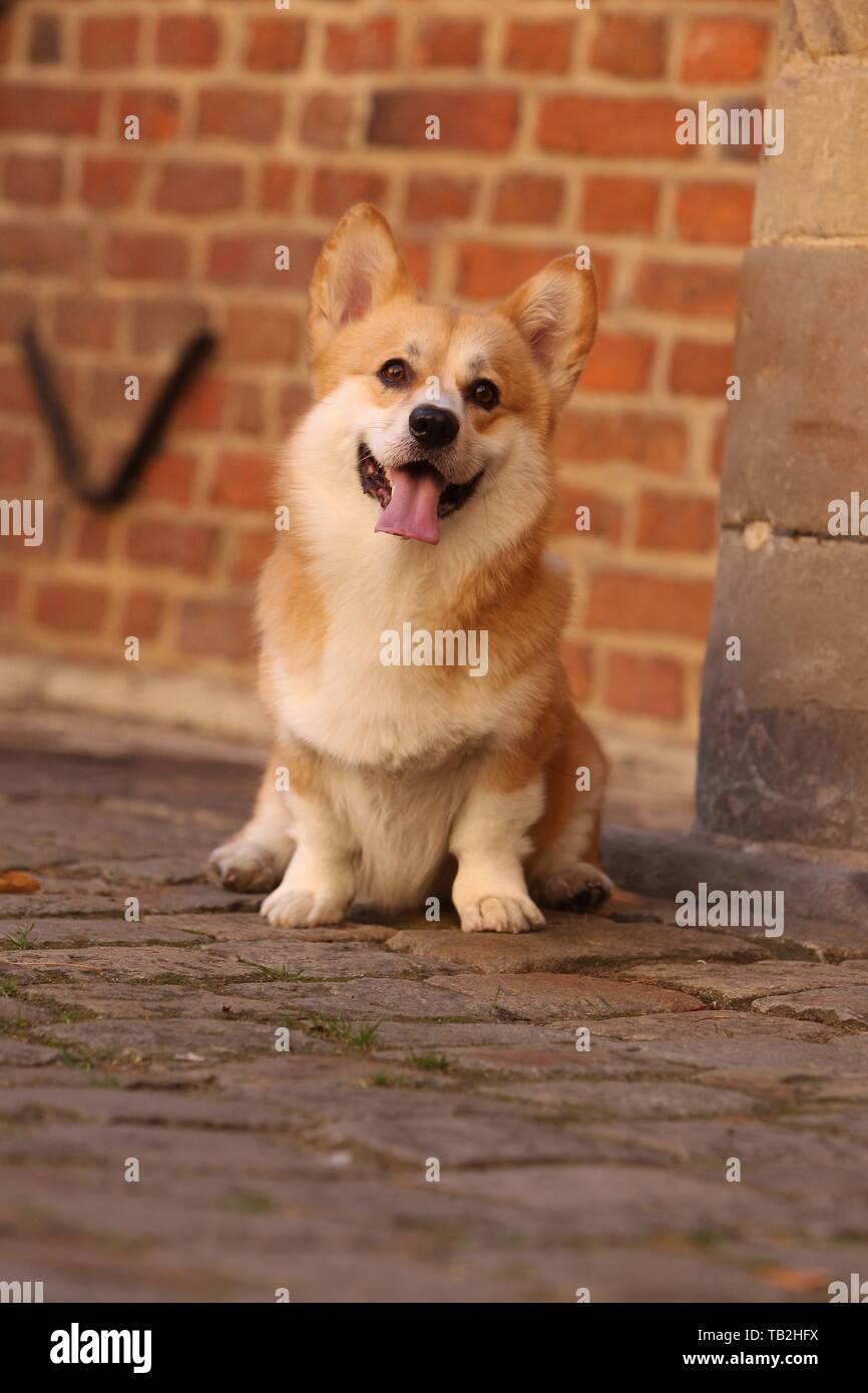 Corgis sitting hi-res stock photography and images - Alamy