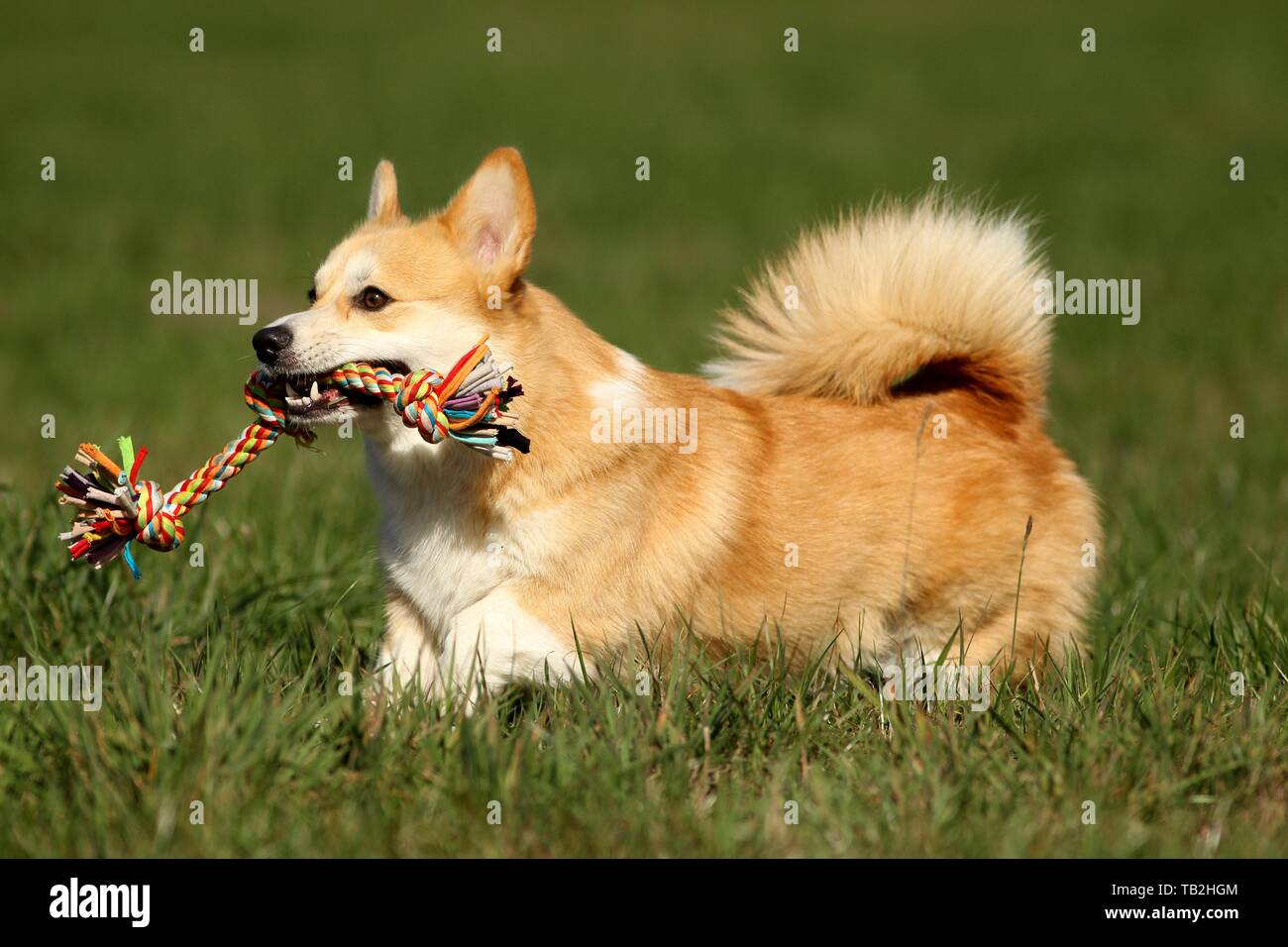 Playing welsh corgis hi-res stock photography and images - Alamy