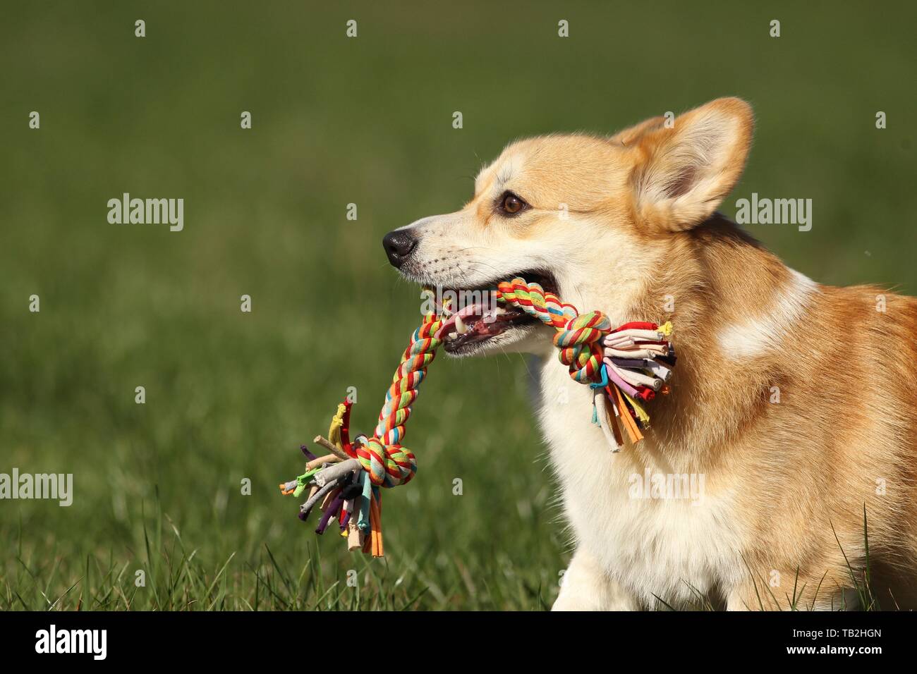 Corgi profile hi-res stock photography and images - Alamy