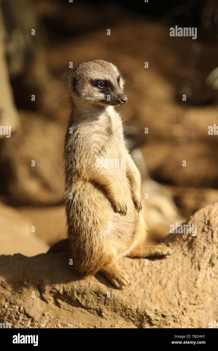 Surikat hi-res stock photography and images - Alamy