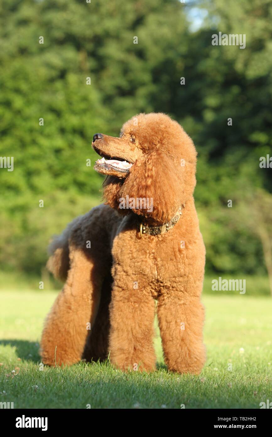 Apricot giant poodle dog hi-res stock photography and images - Alamy