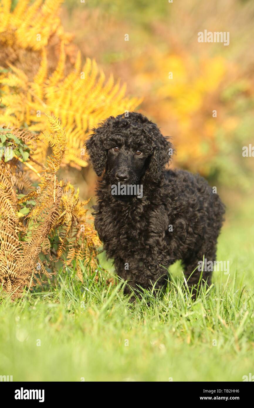 Giant Poodle Puppy Stock Photo - Alamy