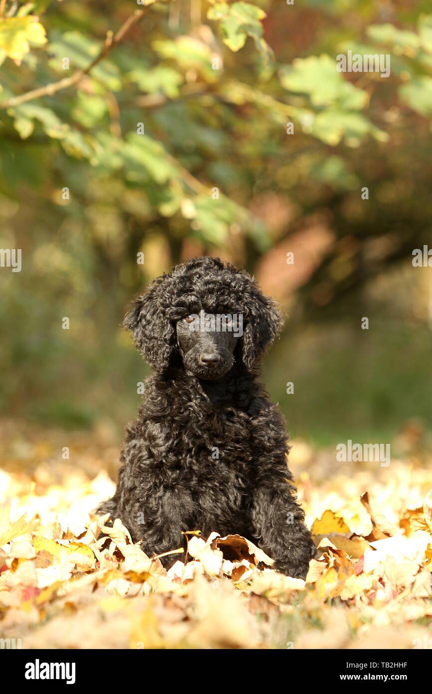 Giant Poodle Puppy Stock Photo - Alamy