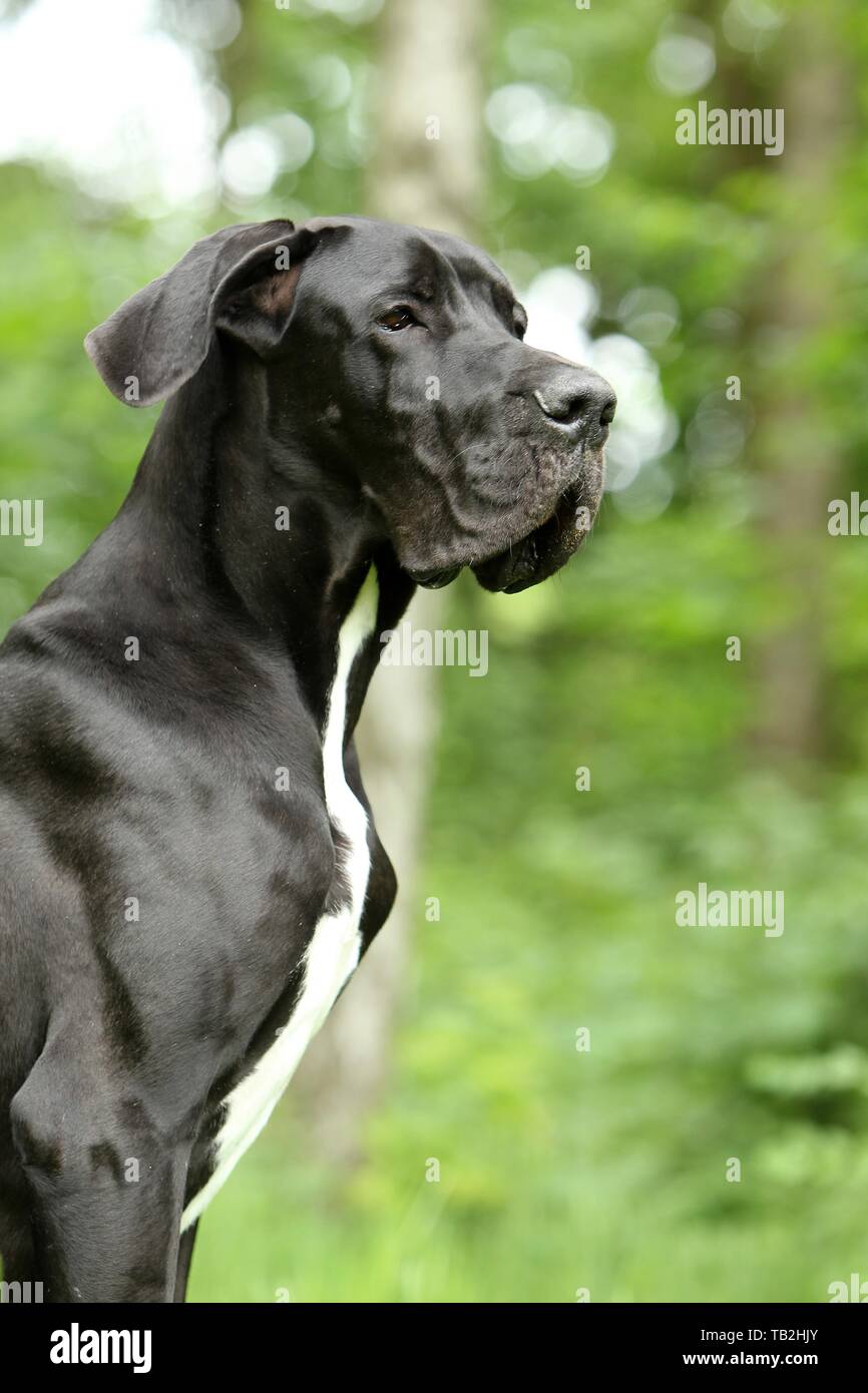 Great Dane Portrait Stock Photo - Alamy