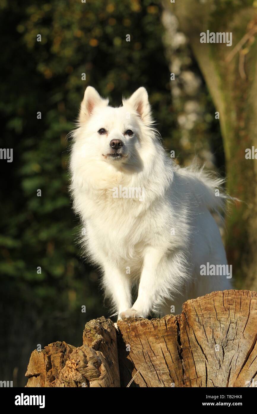 Mittelspitz hi-res stock photography and images - Alamy