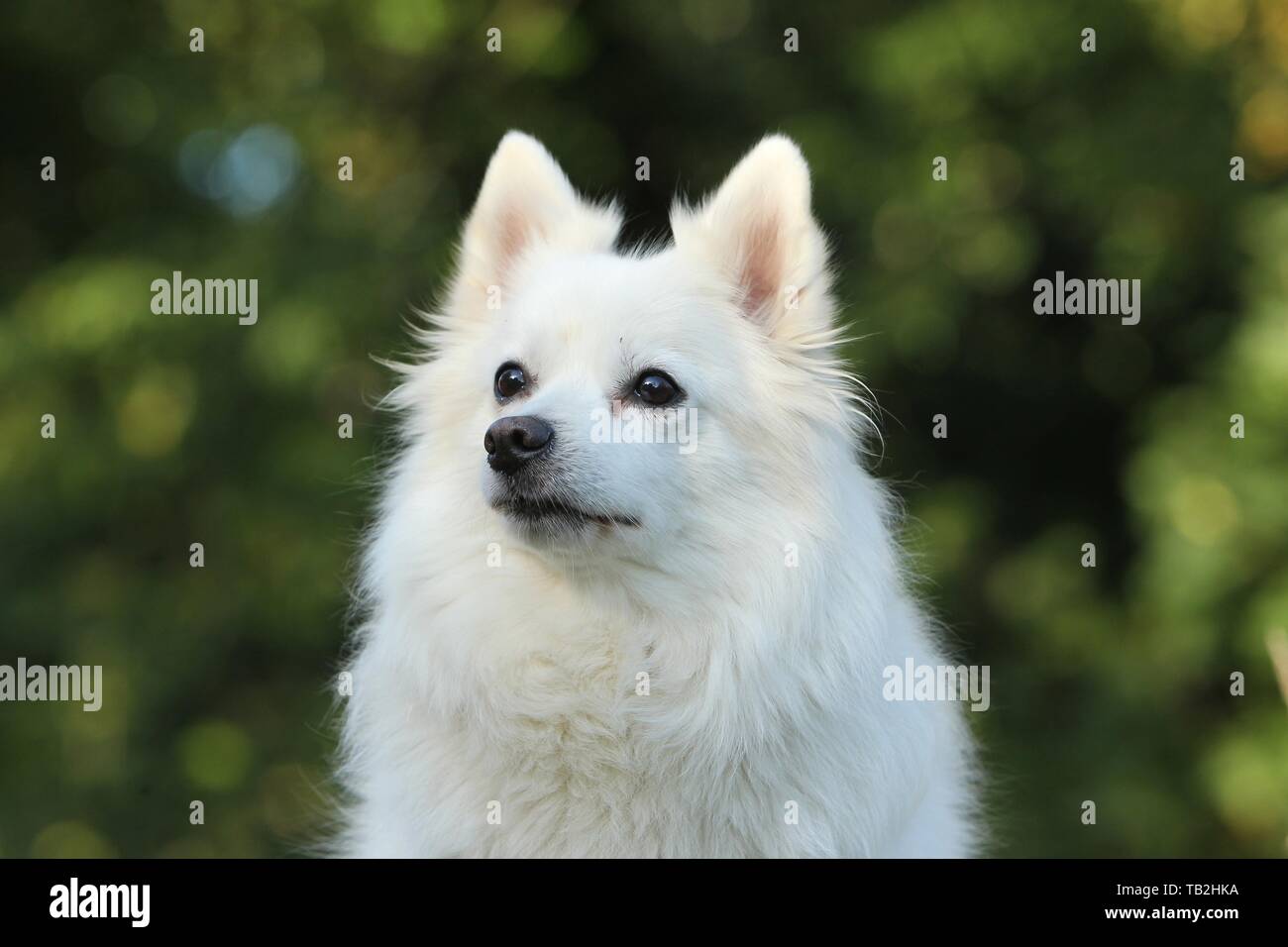 German Spitz Portrait Stock Photo - Alamy
