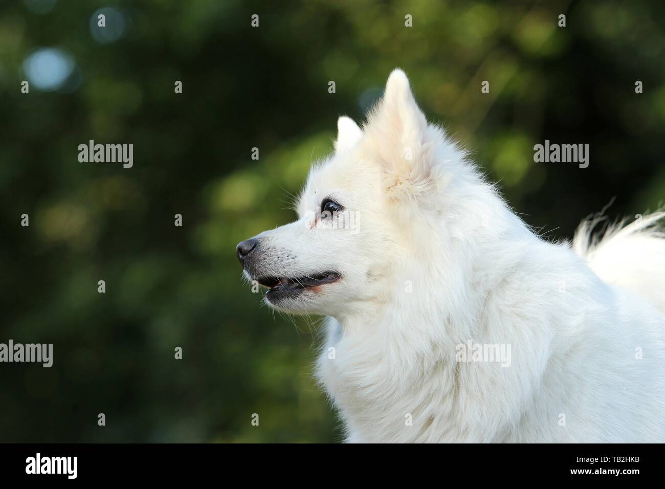 German Spitz Portrait Stock Photo - Alamy