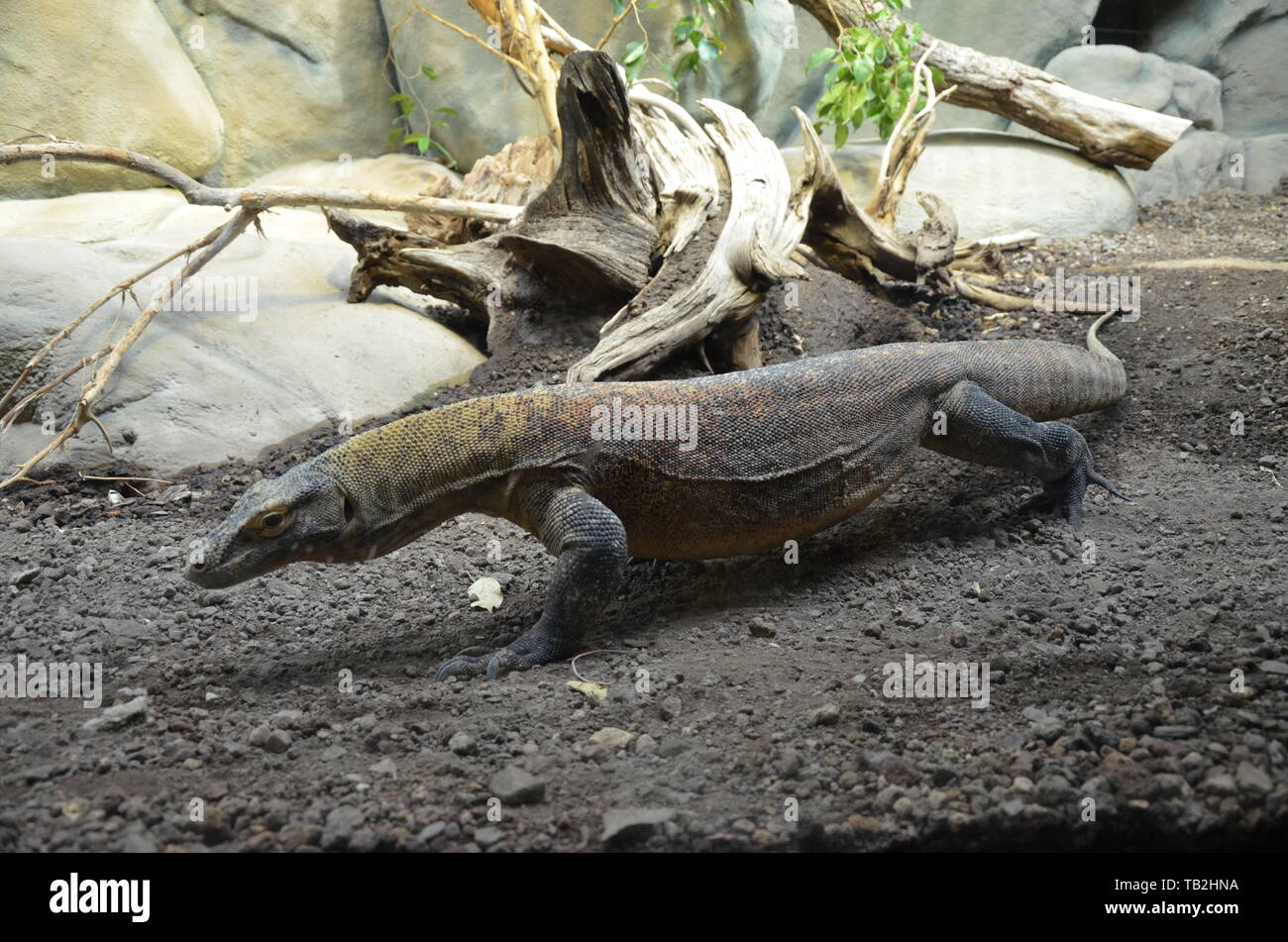 Komodo Dragon, the largest lizard in the world Stock Photo - Alamy