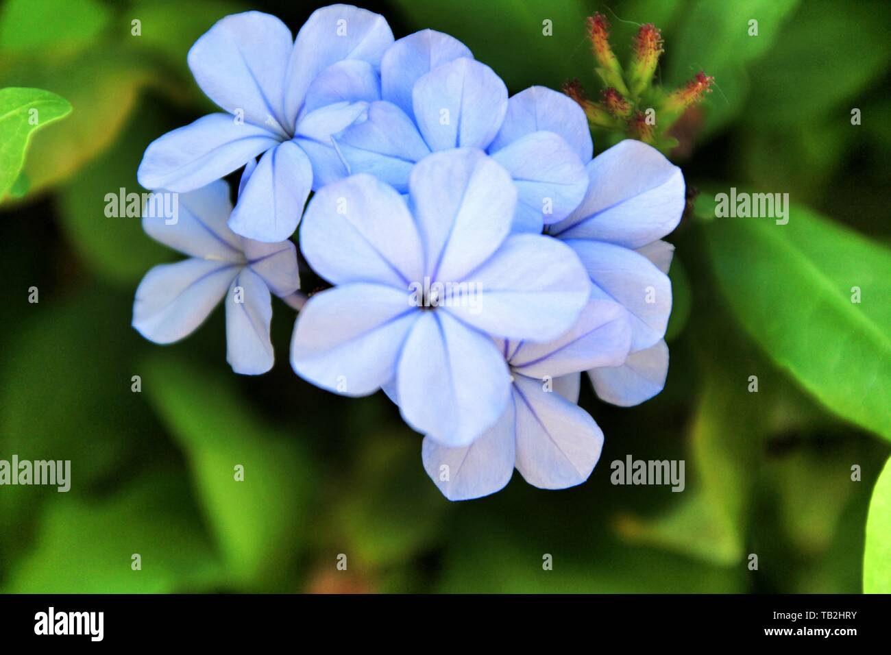 Beautiful Plumbago Auriculata flowers in the garden in Spring Stock ...
