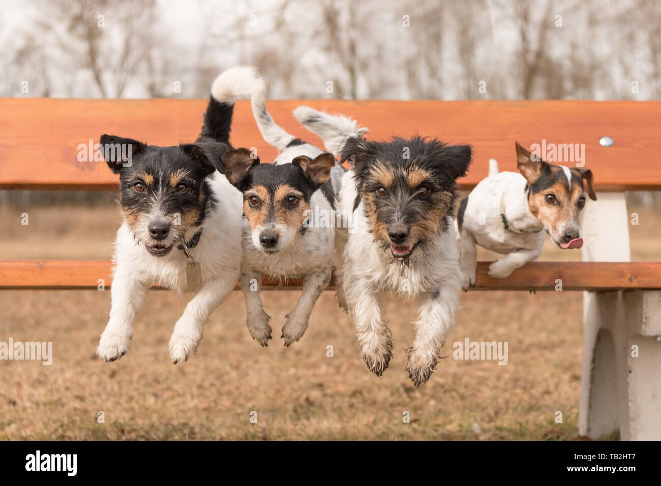 Four funny dogs jumping from a park bench - jack russell terrier Stock ...