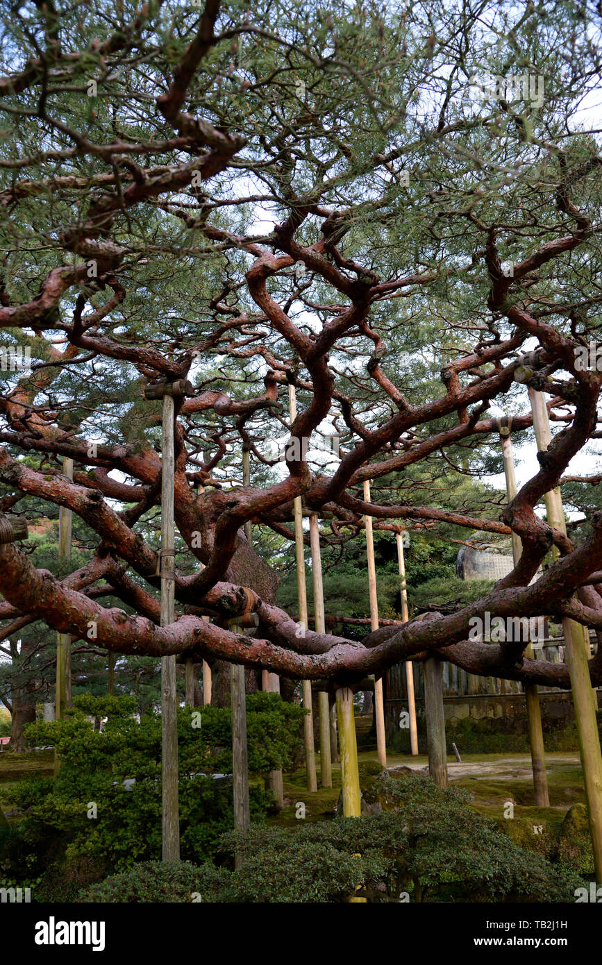 Tree Support Japan High Resolution Stock Photography and Images - Alamy