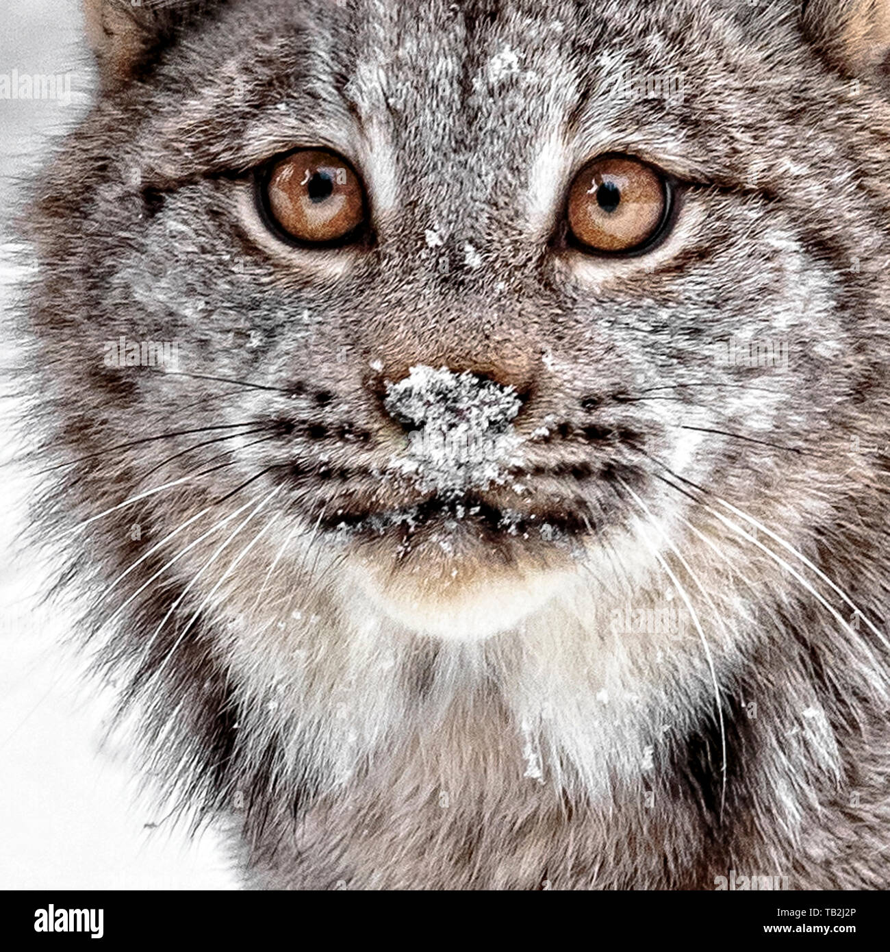 North American Lynx