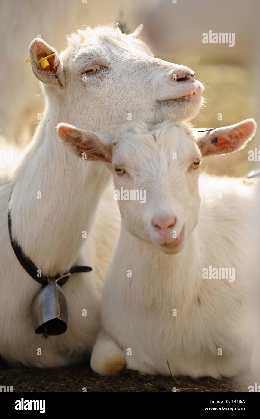 Cuddling goats hi-res stock photography and images - Alamy