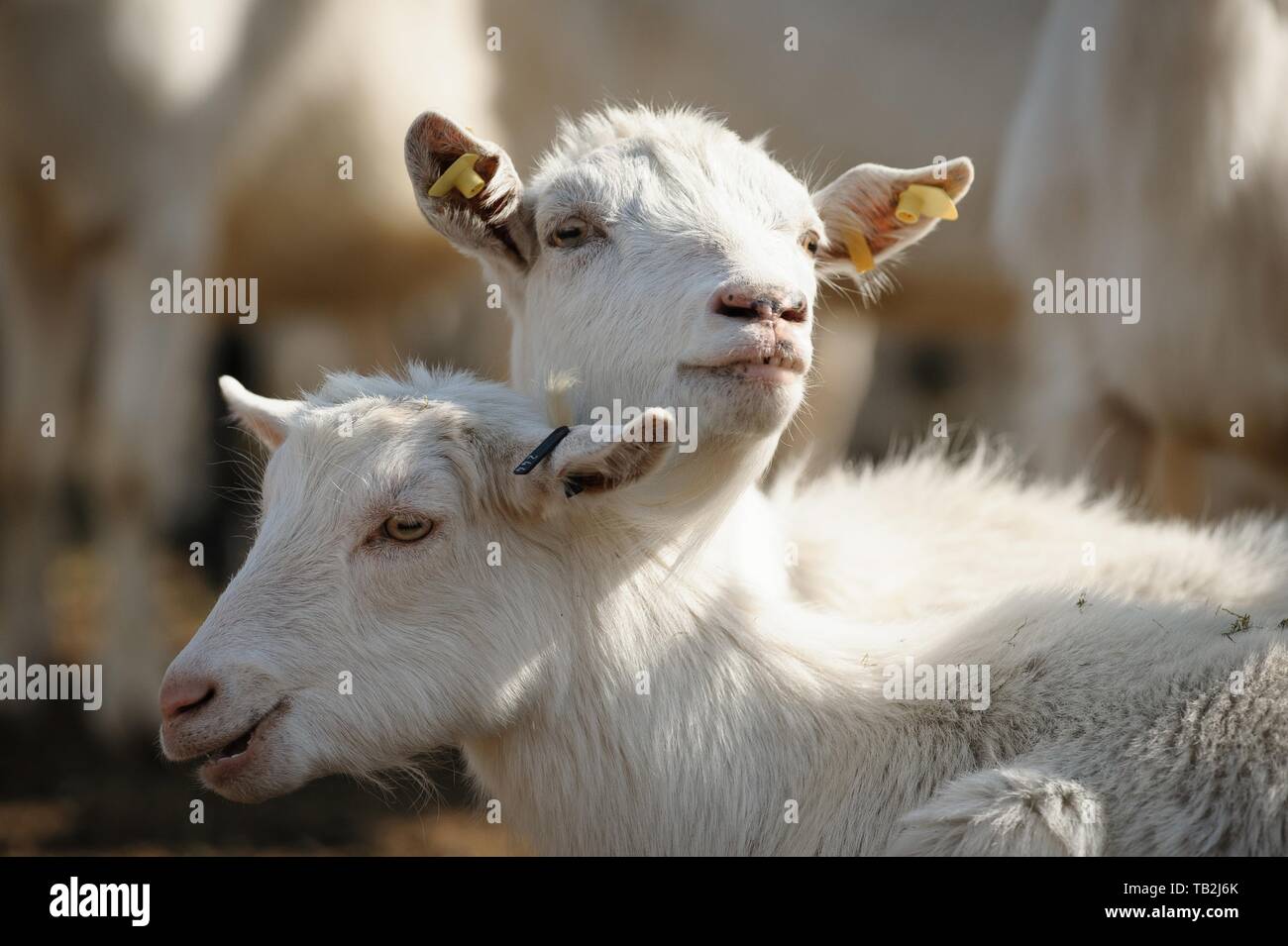 Cuddling goats hi-res stock photography and images - Alamy