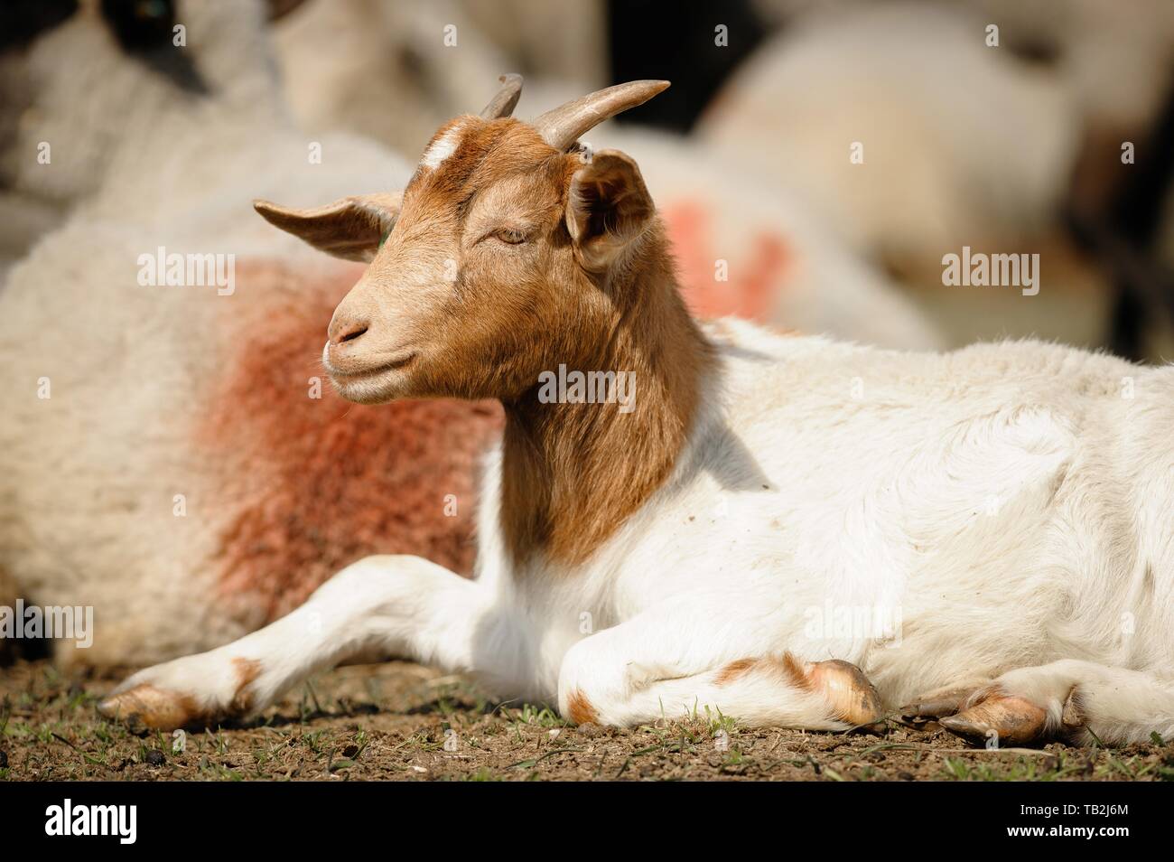 Piebald goats hi-res stock photography and images - Alamy