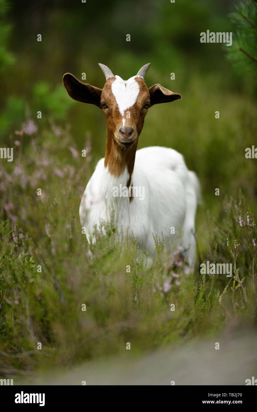 Piebald Goats High Resolution Stock Photography and Images - Alamy