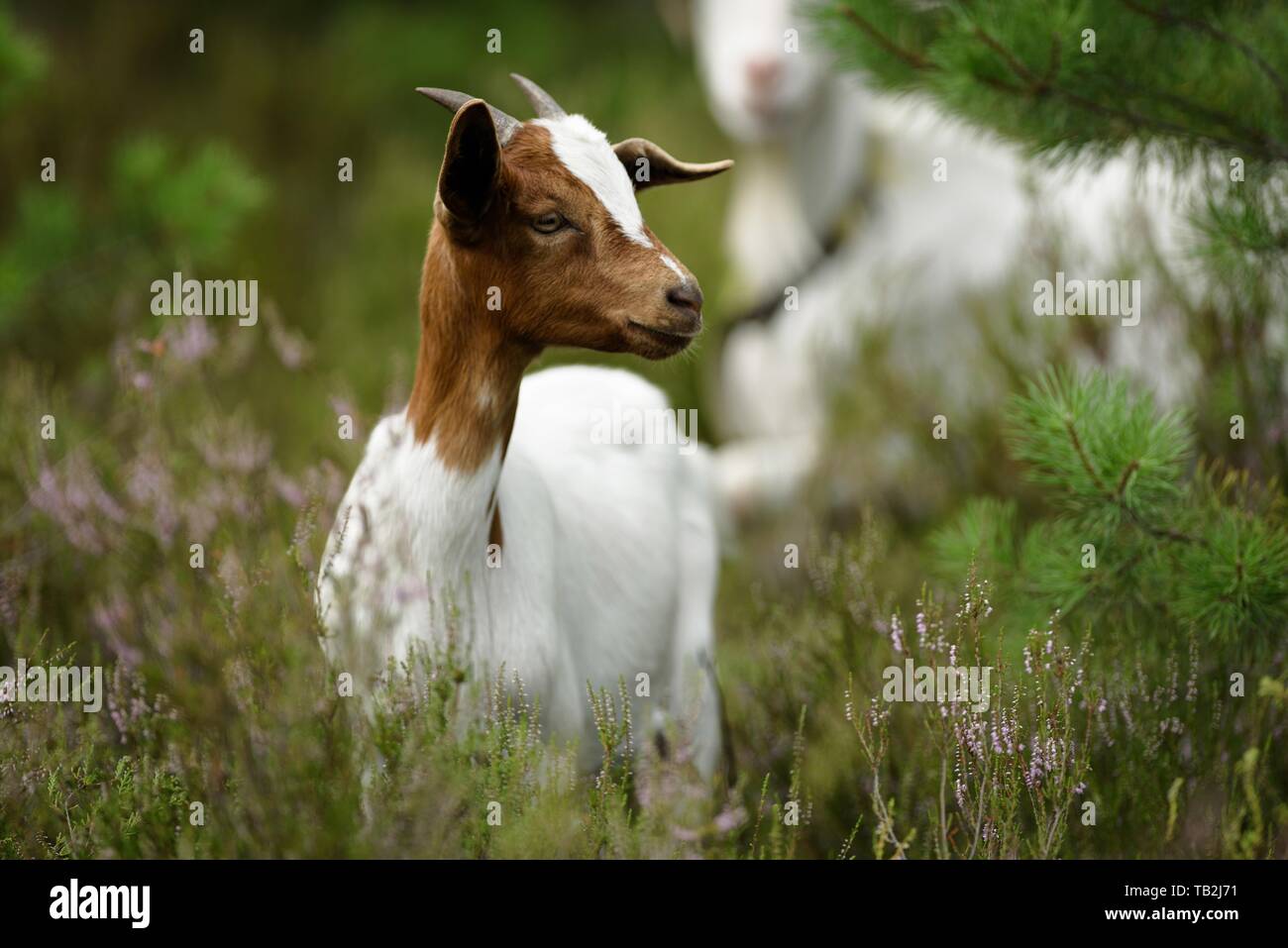 Piebald goats hi-res stock photography and images - Alamy
