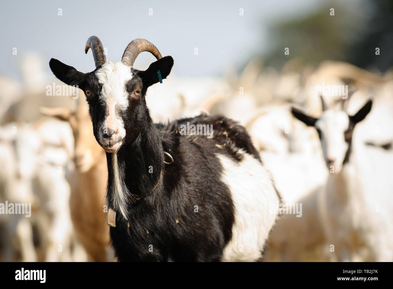 Piebald goats hi-res stock photography and images - Alamy