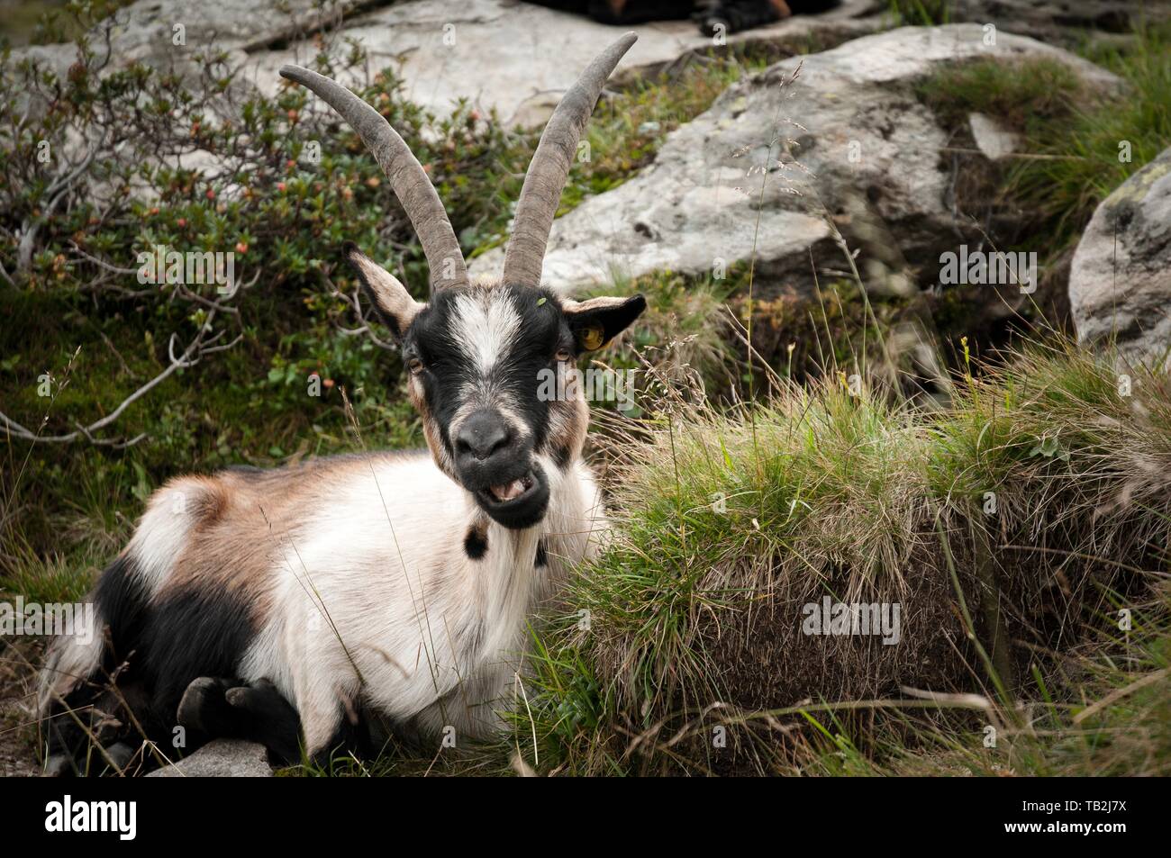 Piebald goats hi-res stock photography and images - Alamy