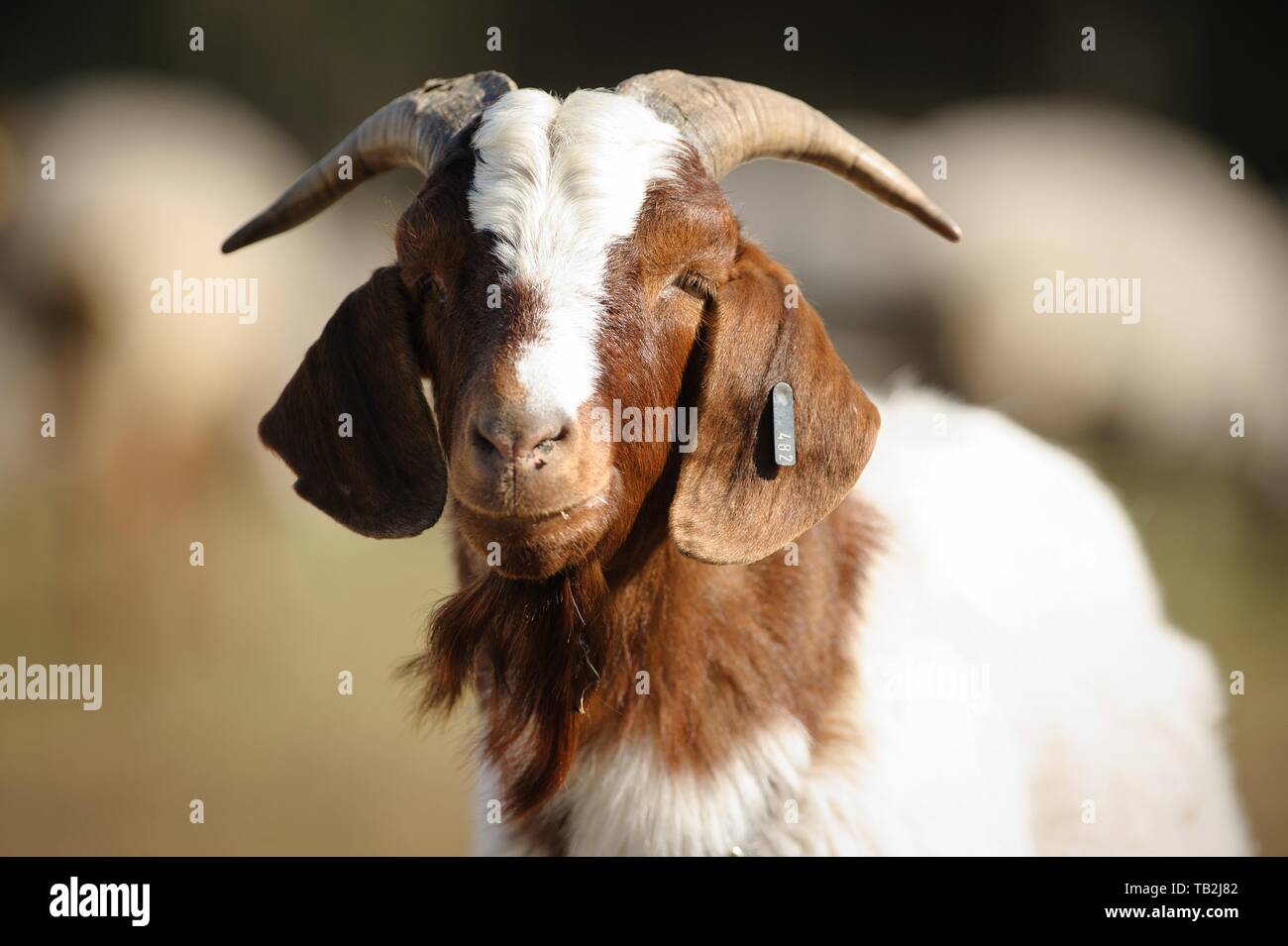 Piebald goats hi-res stock photography and images - Alamy