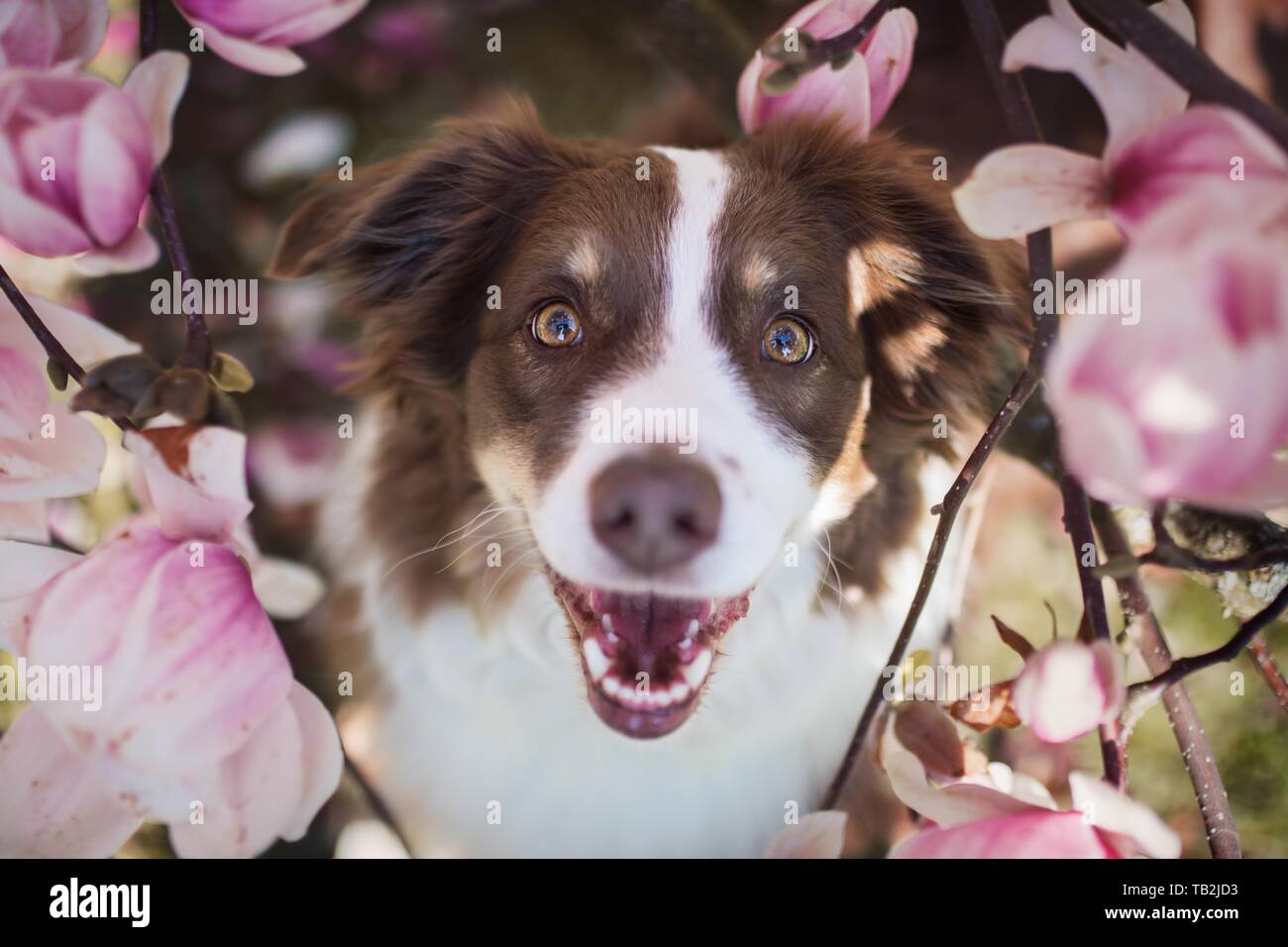 female Australian Shepherd Stock Photo - Alamy
