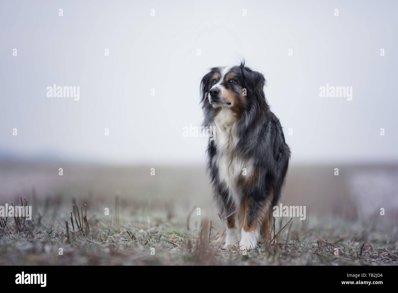 Cold australian adult hi-res stock photography and images - Alamy