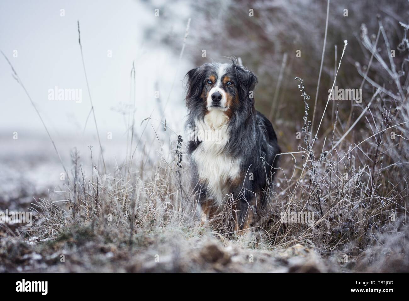 Cold australian adult hi-res stock photography and images - Alamy