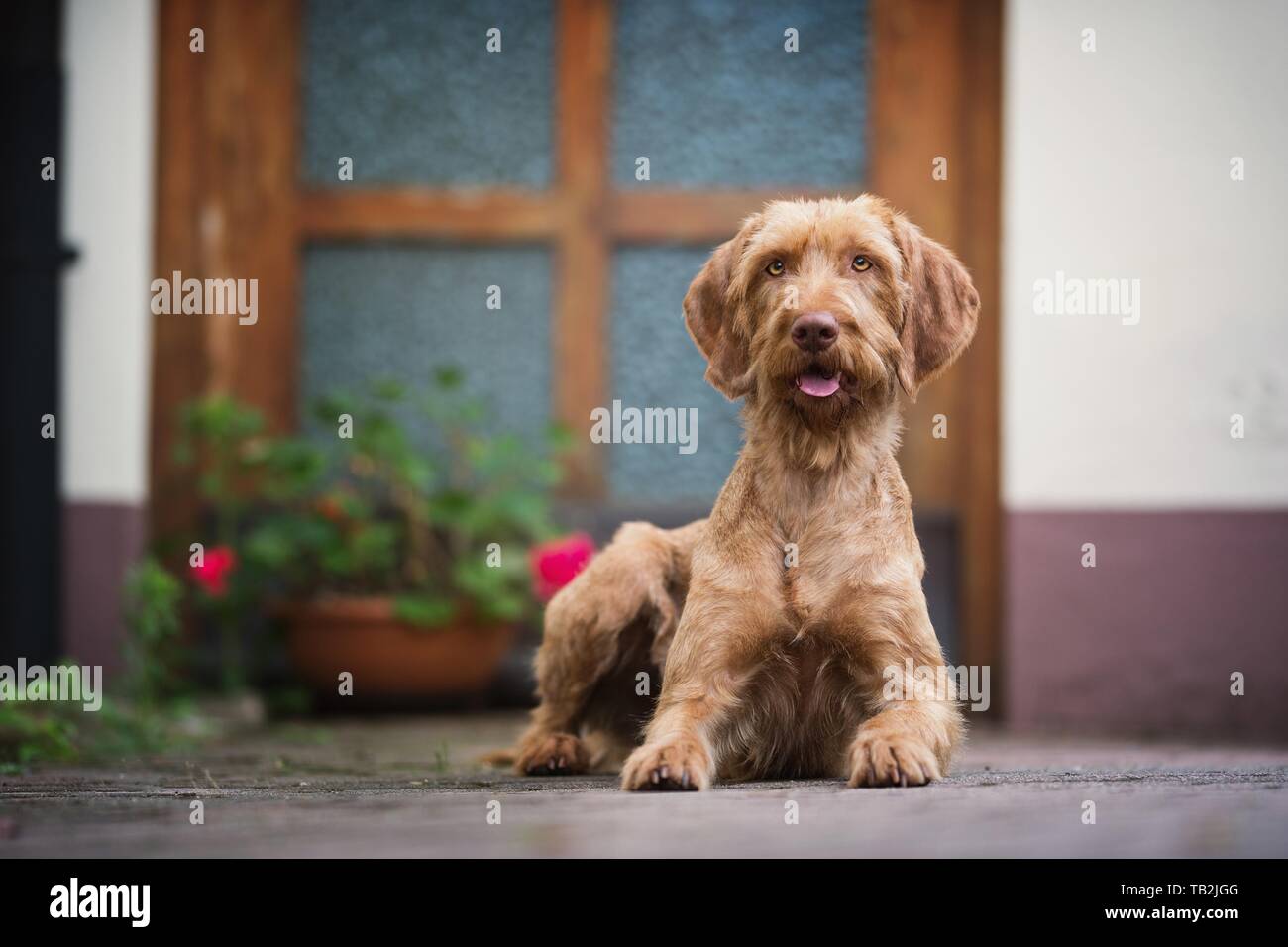 female wire-haired Magyar Vizsla Stock Photo - Alamy