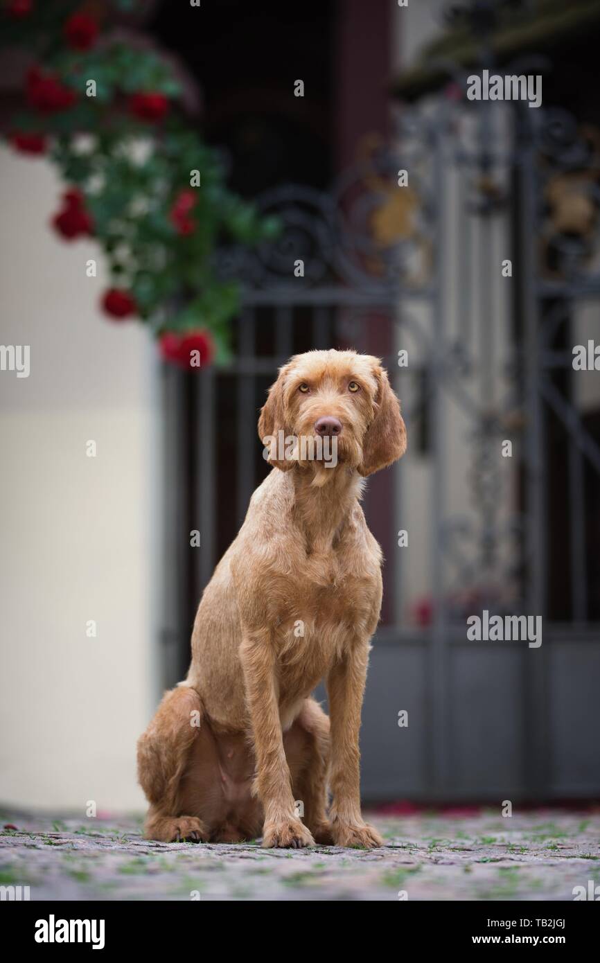 female wire-haired Magyar Vizsla Stock Photo - Alamy