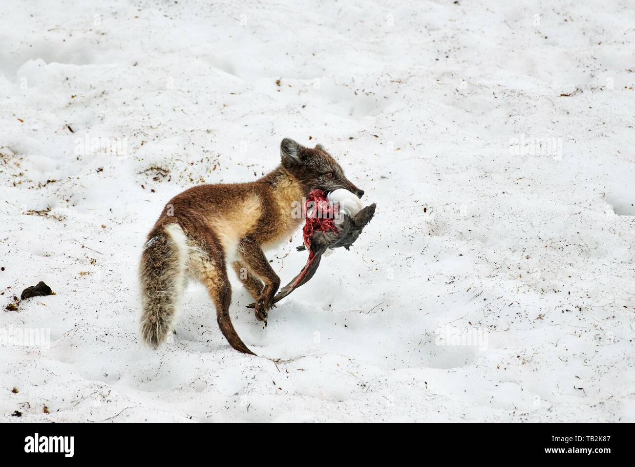 Bloody Fox High Resolution Stock Photography and Images - Alamy