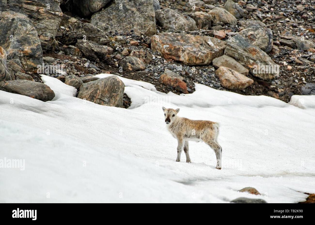 Reindeer stones hi-res stock photography and images - Alamy