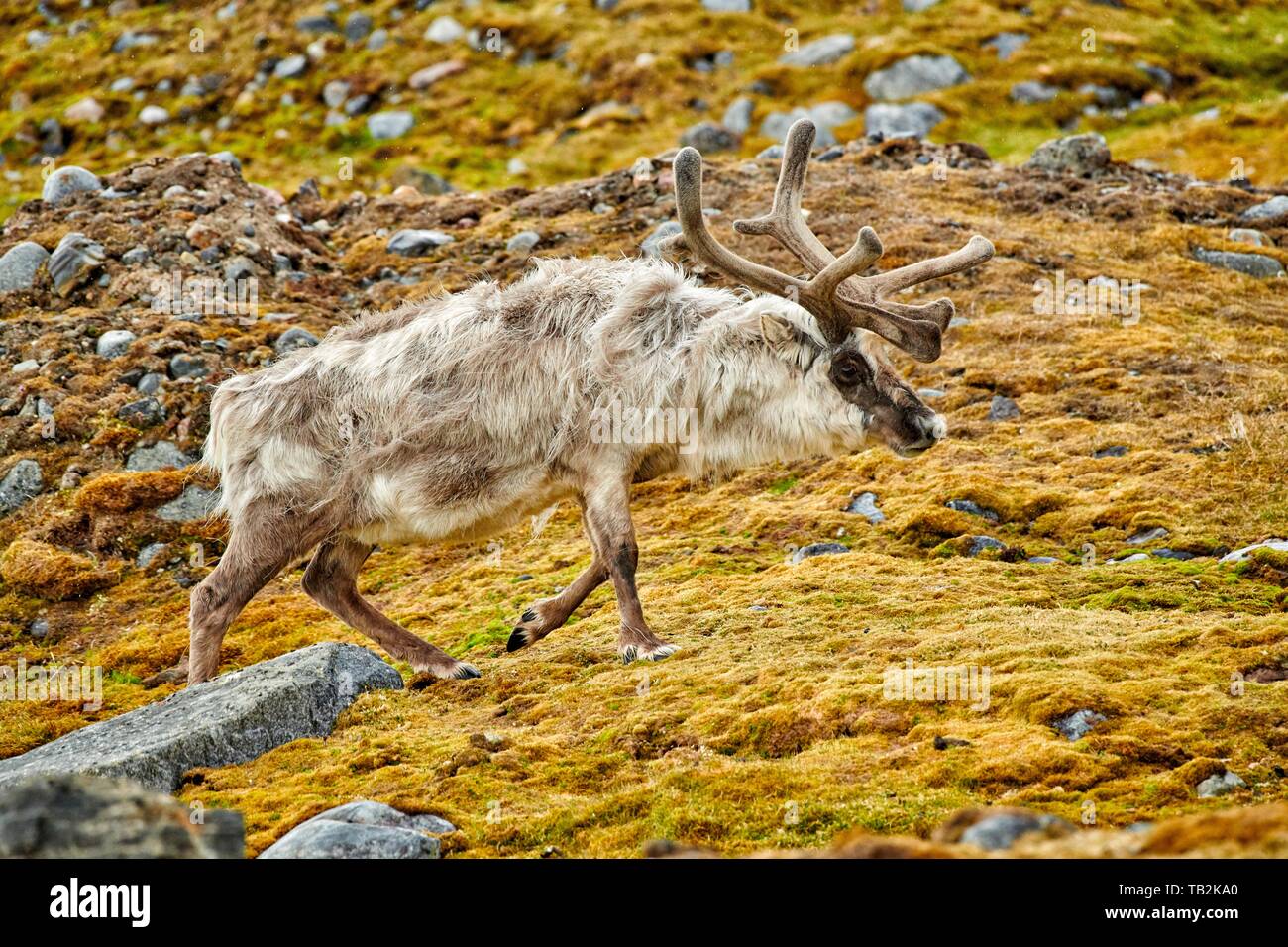 Reindeer Stones High Resolution Stock Photography and Images - Alamy