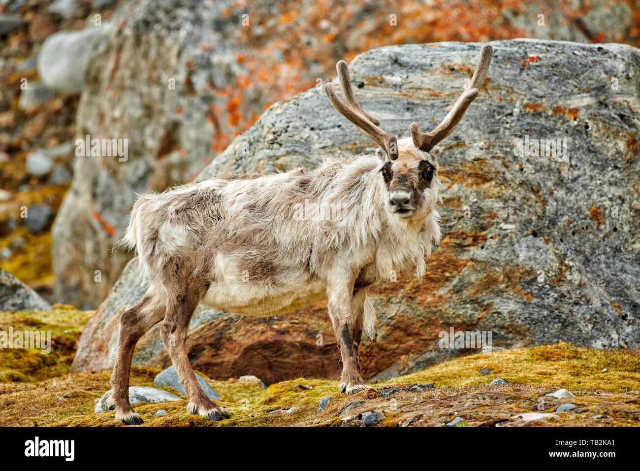 Reindeer stones hi-res stock photography and images - Alamy