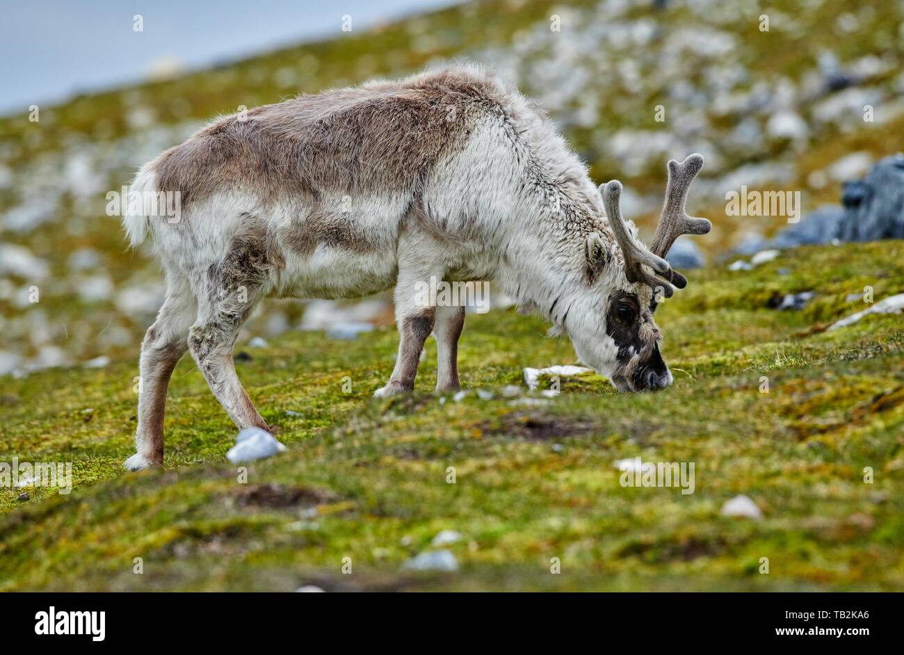 Reindeer pastures hi-res stock photography and images - Alamy