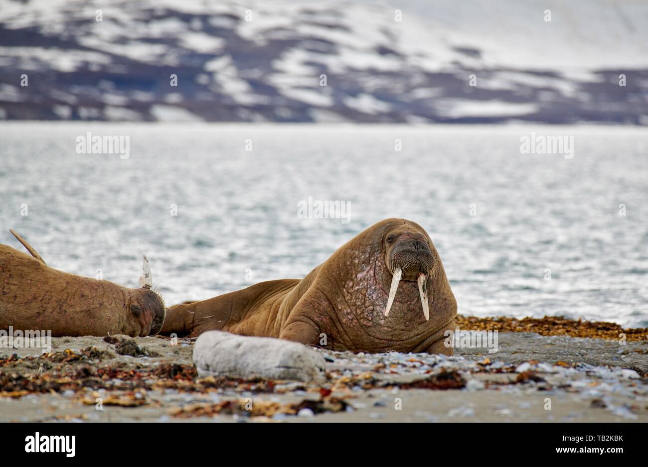 Walruses and two hi-res stock photography and images - Alamy