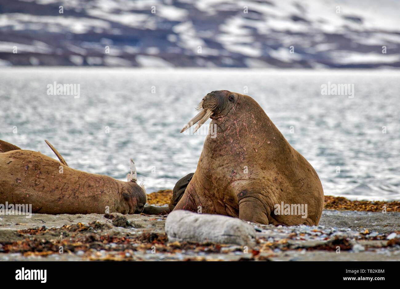 Walruses and two hi-res stock photography and images - Alamy
