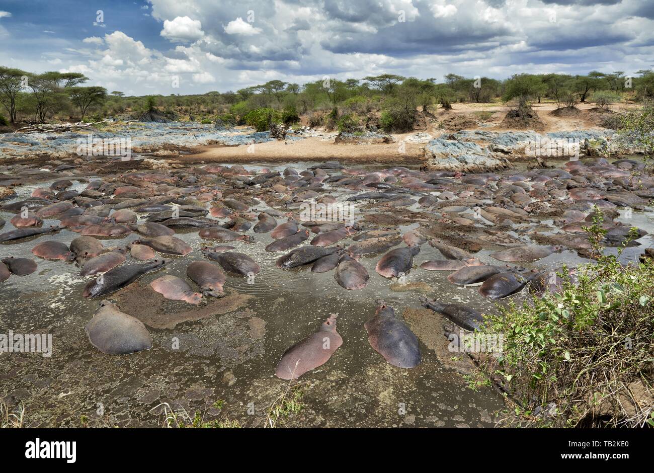 Hippo hippopotamus amphibius rear view hi-res stock photography and ...