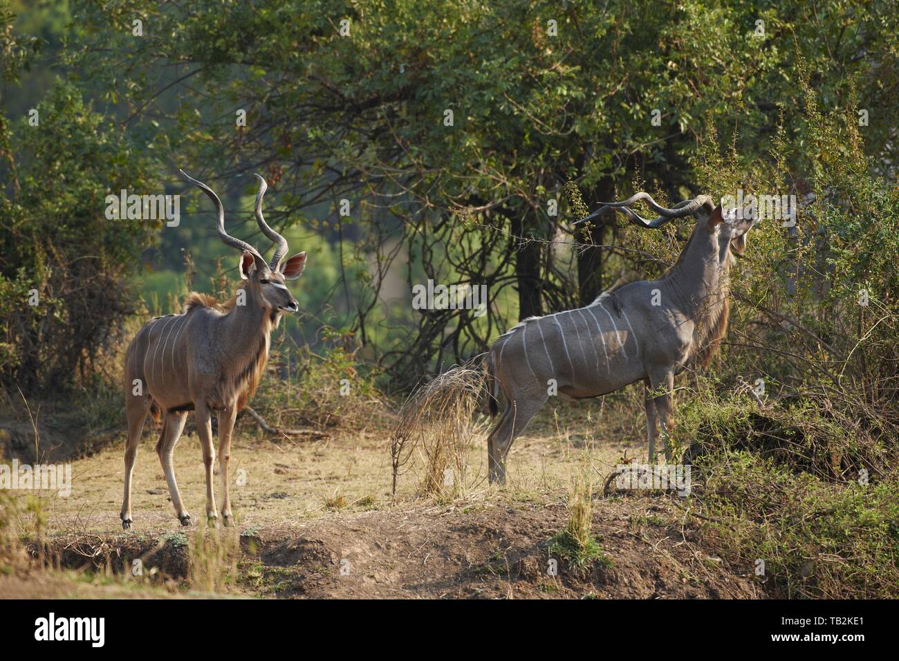 Kudu side profile hi-res stock photography and images - Alamy