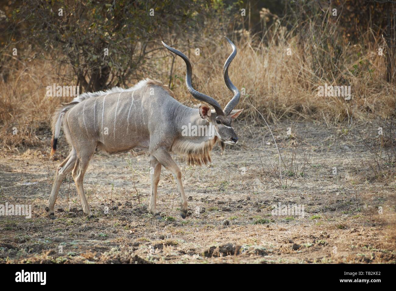 Male greater kudu walks hi-res stock photography and images - Alamy